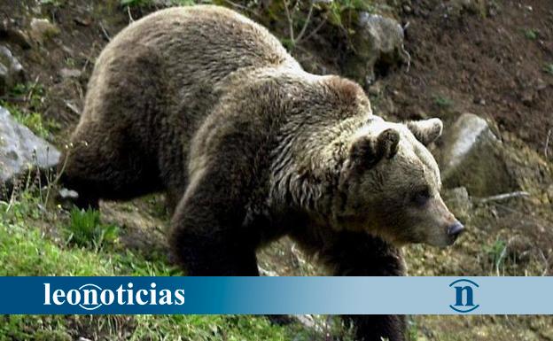 La población de osos en León cuenta con once hembras y más de catorce ...