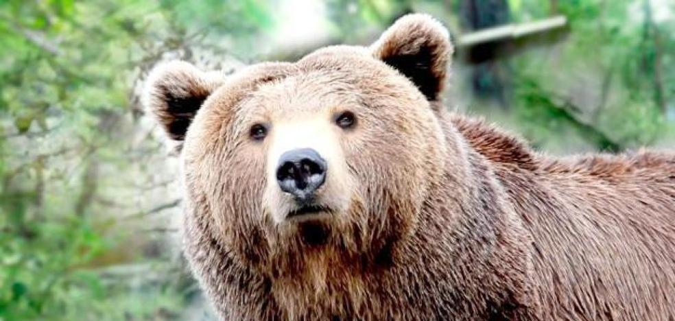 Por un futuro con osos en León y desarrollo rural | leonoticias